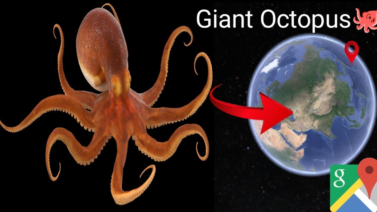 Giant Octupus🐙 || I found big octupus on 🌎earth google maps 🗺️ - YouTube