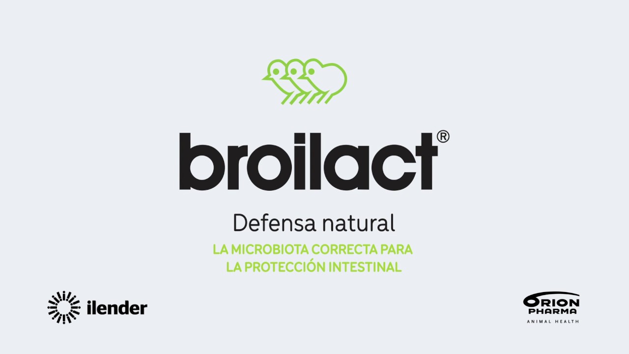 Broilact- Ilender (Español) - YouTube