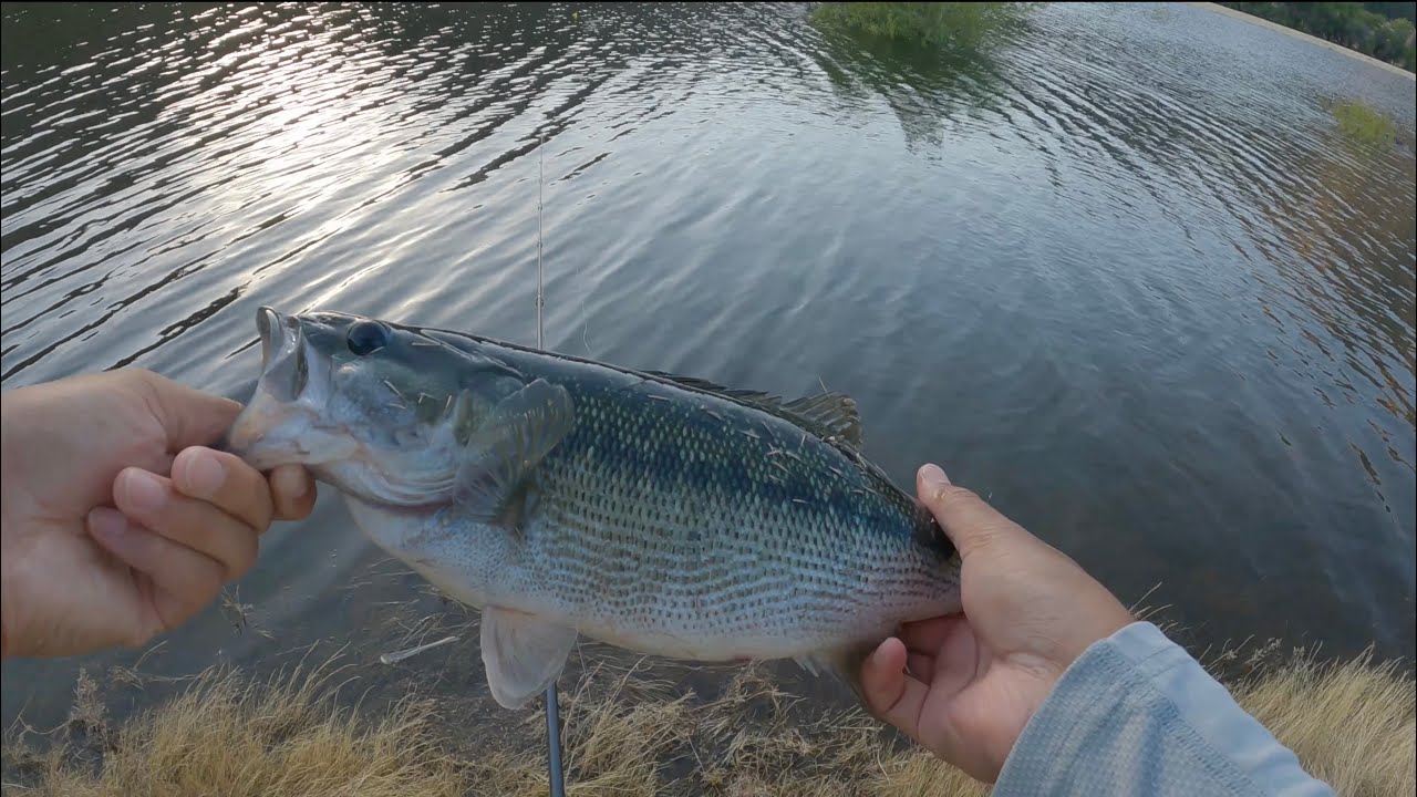 Lake Kaweah bass fishing - YouTube