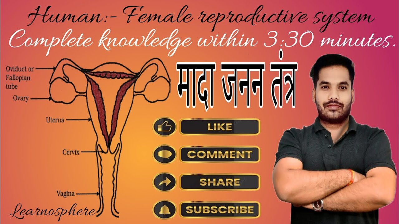 Female reproductive system class -10th, 12th. ( मादा जनन तंत्र ) - YouTube
