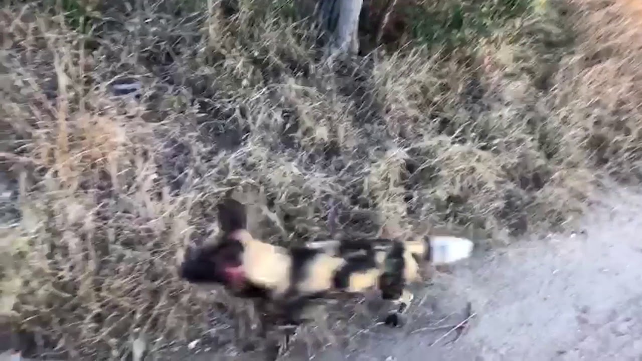 SPECTACULAR Sighting of Wild Dogs fighting with a Hyena! (Watch until ...
