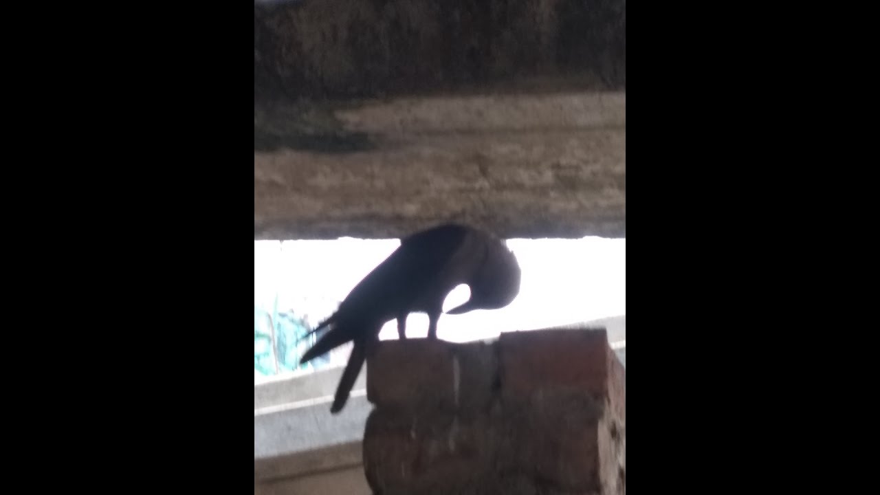 Crowing Of Indian Crow. - YouTube