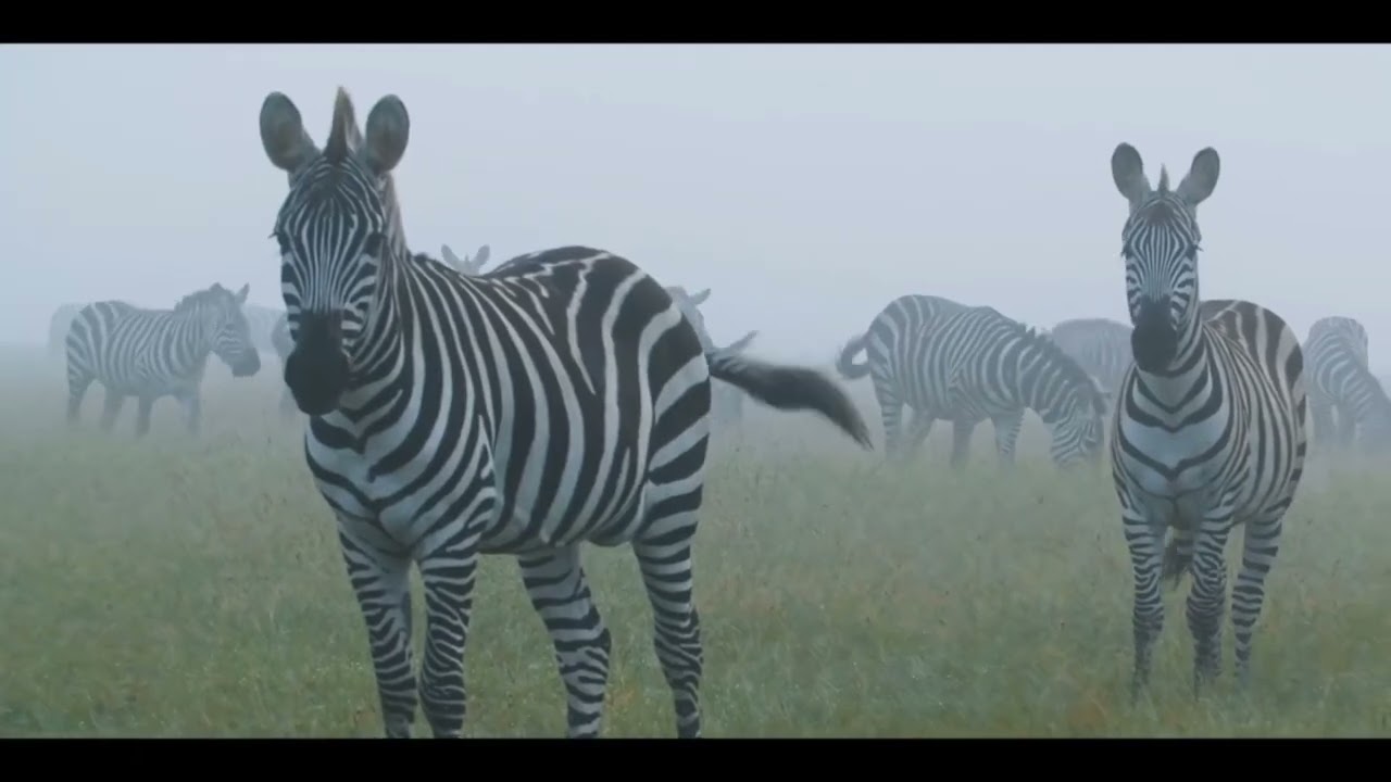 A Glimpse of The Kenyan Jungle. - YouTube