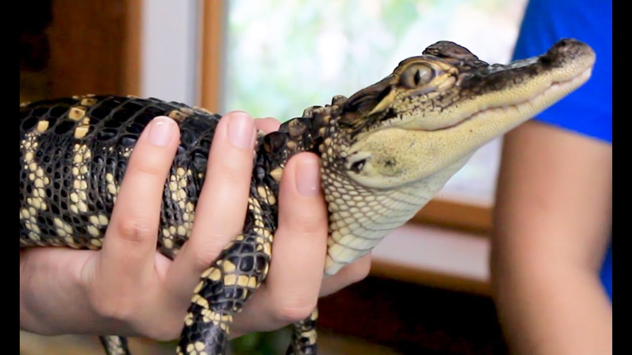 Zoo to You Wild Crafts—Make an Alligator - YouTube