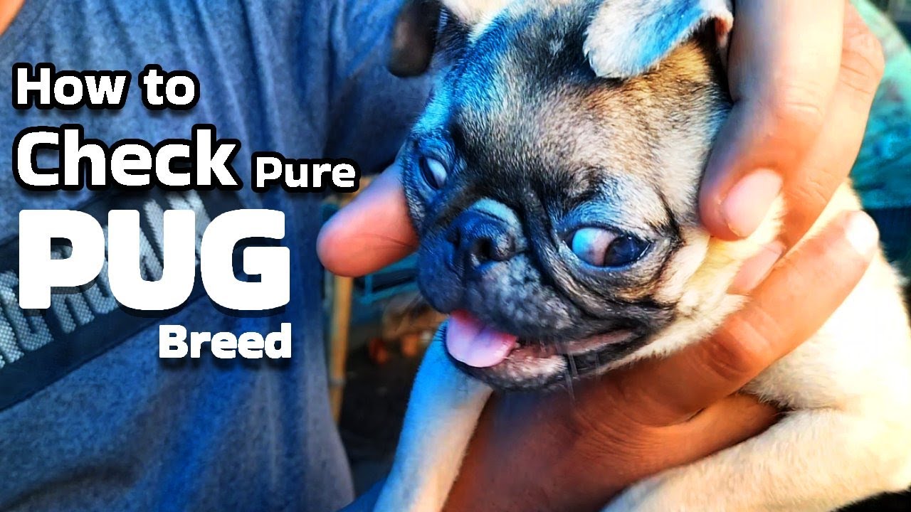 How to Check Pure Pug Breed | Pure Pug Dog | Gallif Street Pet Market ...
