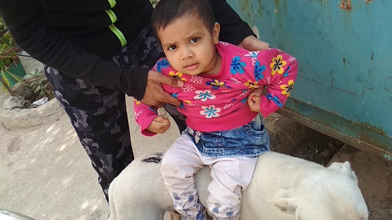 Baby riding dog - YouTube