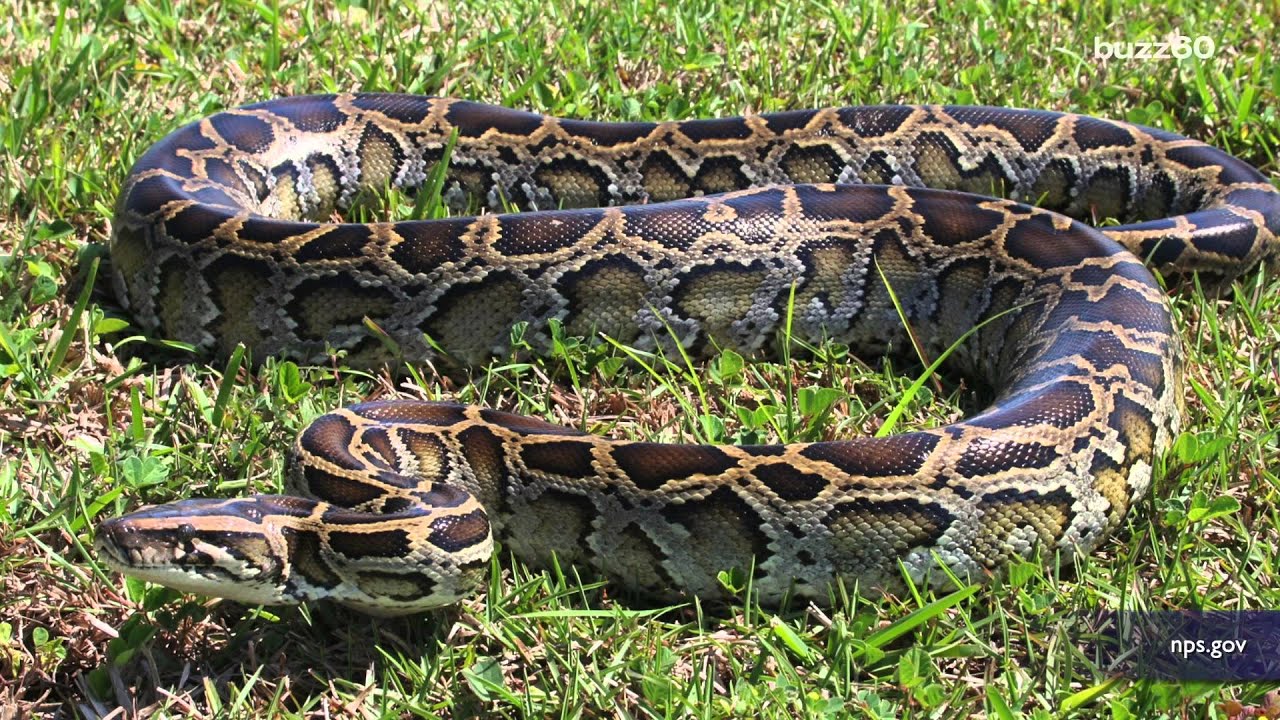Snakes at a flea market, customer finds 8-foot Burmese python hidden in ...
