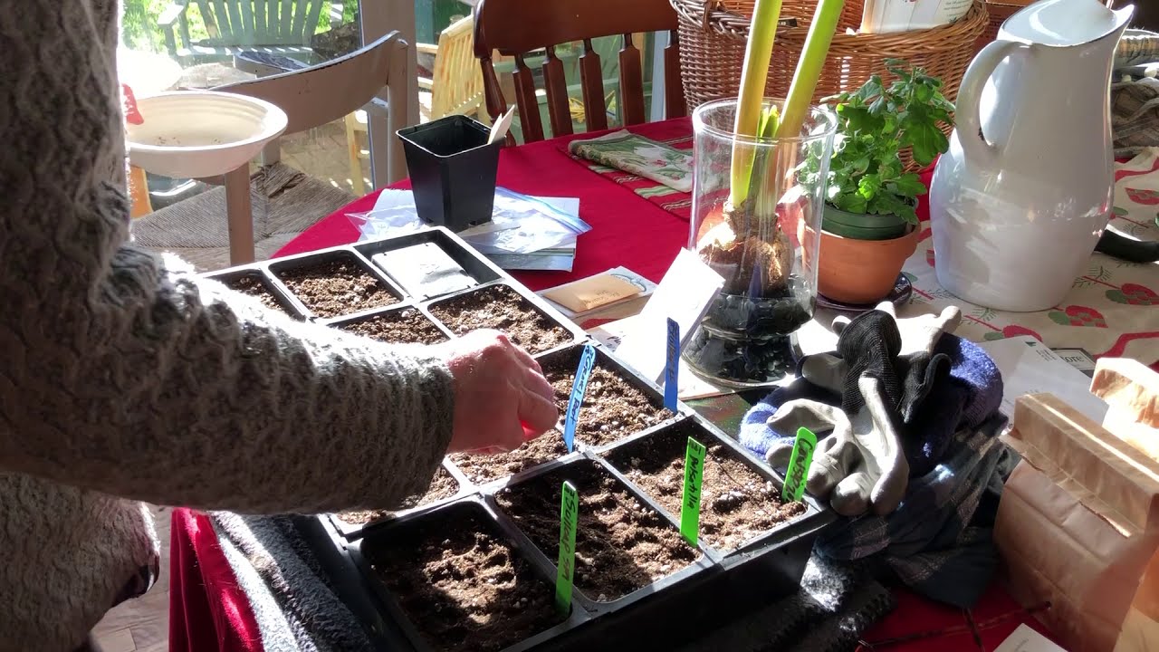 Planting Herb Seeds for Outdoor Stratification, Jan 3rd - YouTube