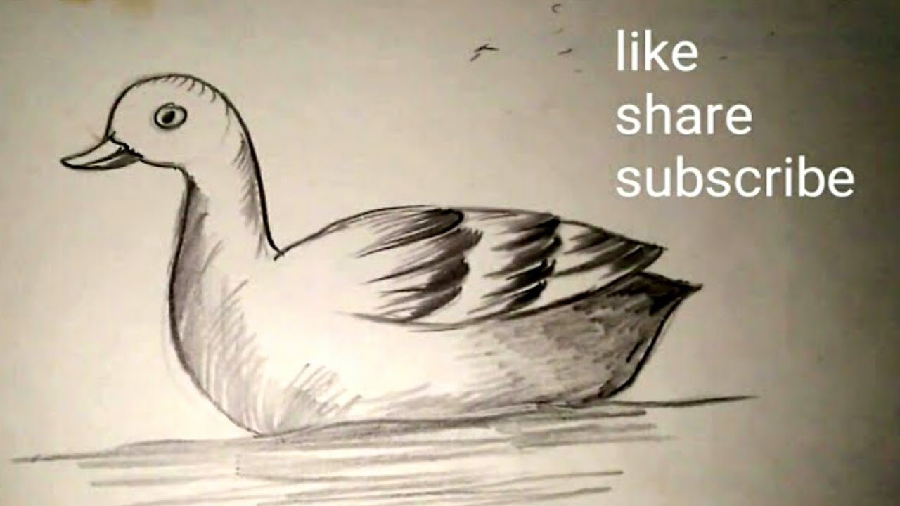 Duck Pencil Drawing