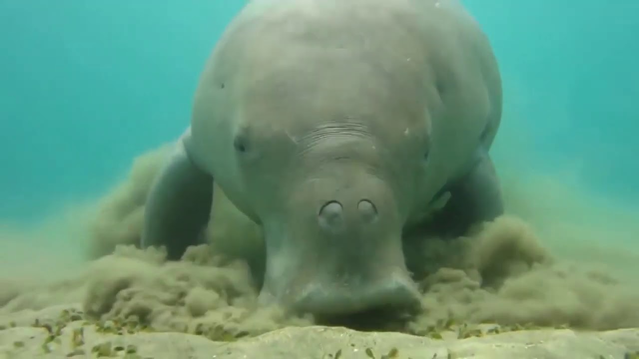 Dugong (sea cow) conservation in India - YouTube