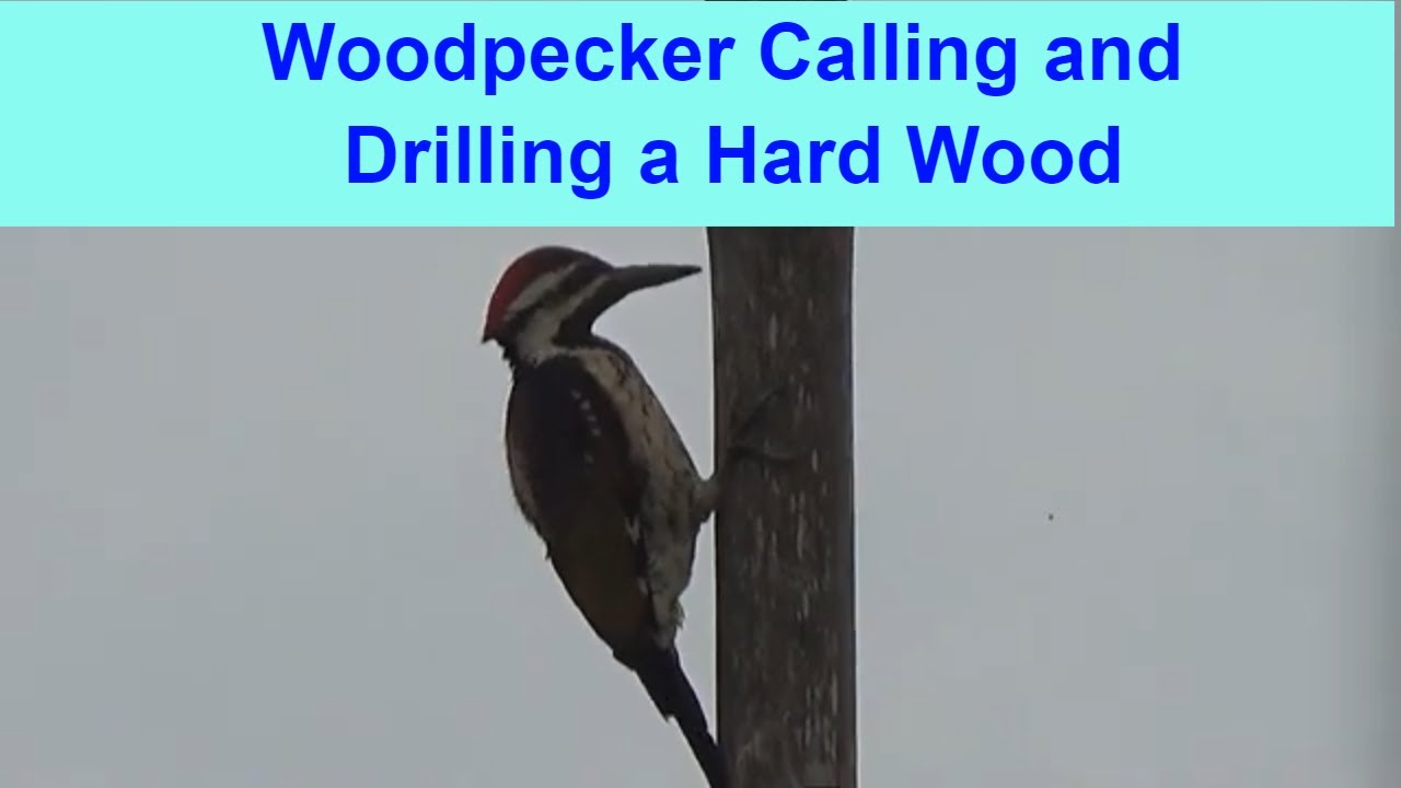 11 Woodpecker (wood Cutter) - wood drilling, calling Sounds, eating ...