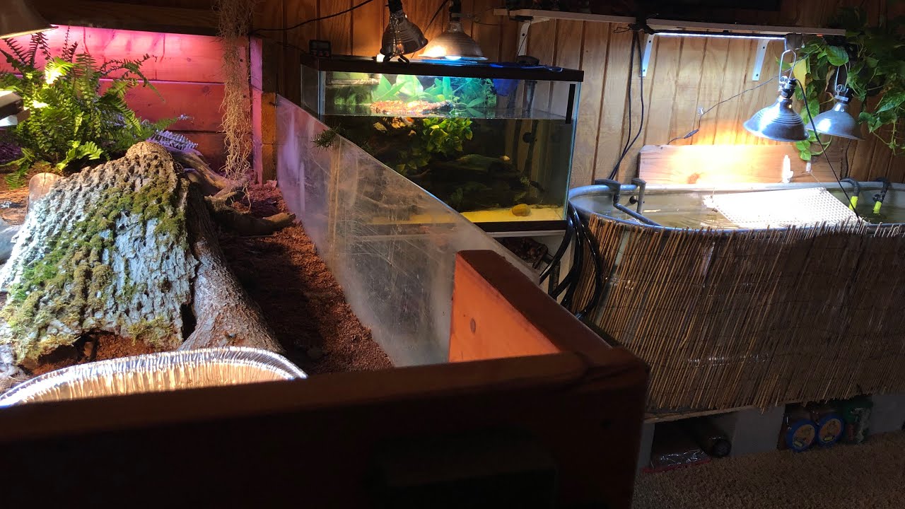 Turtle Room Update/Tour - YouTube