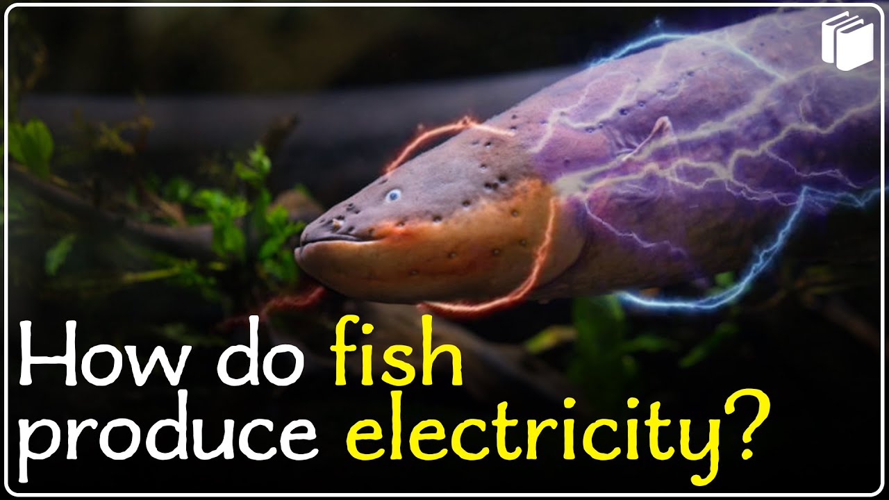 How do Fish Produce Electricity? | PuStack - YouTube