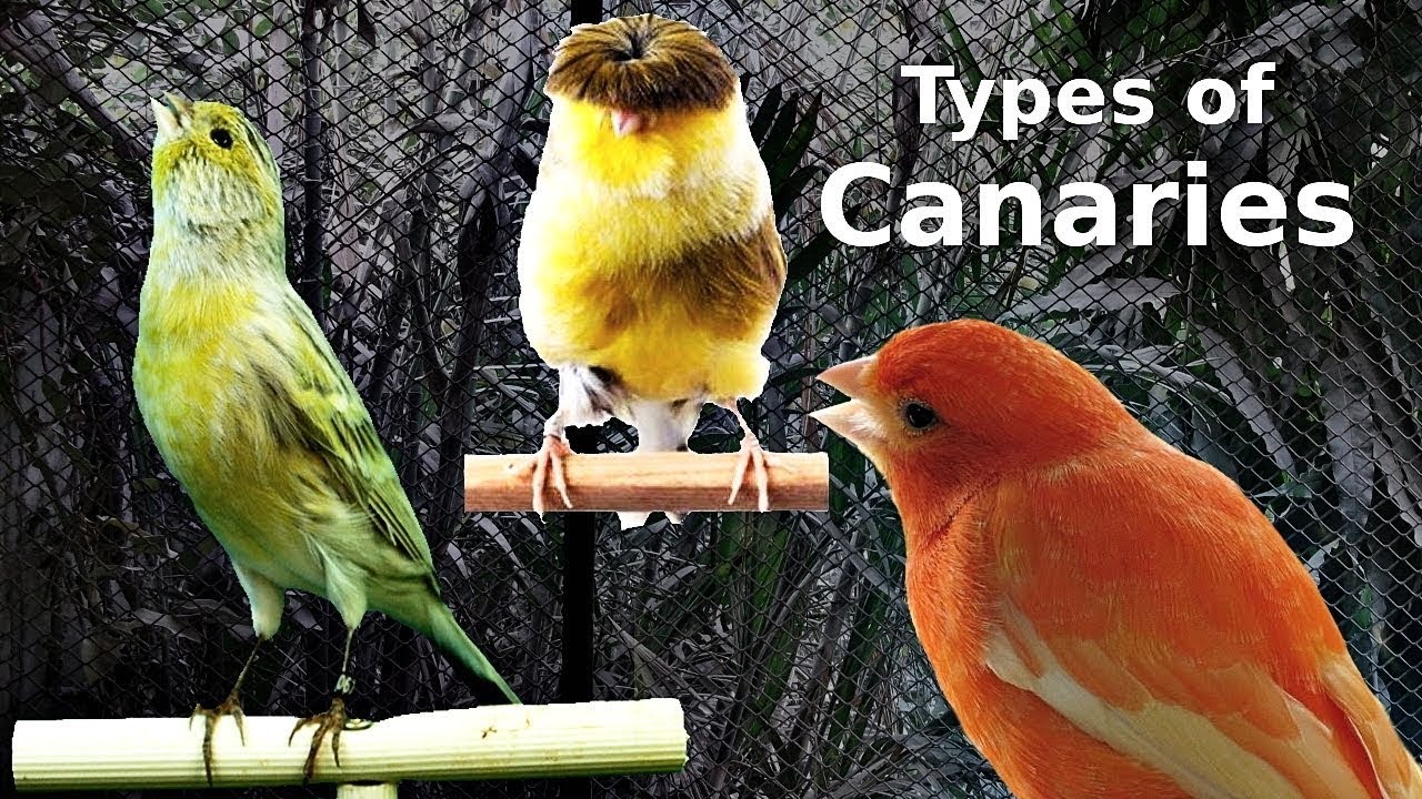 Canary Singing Video | The Best Canary Training sound | Birds Training ...