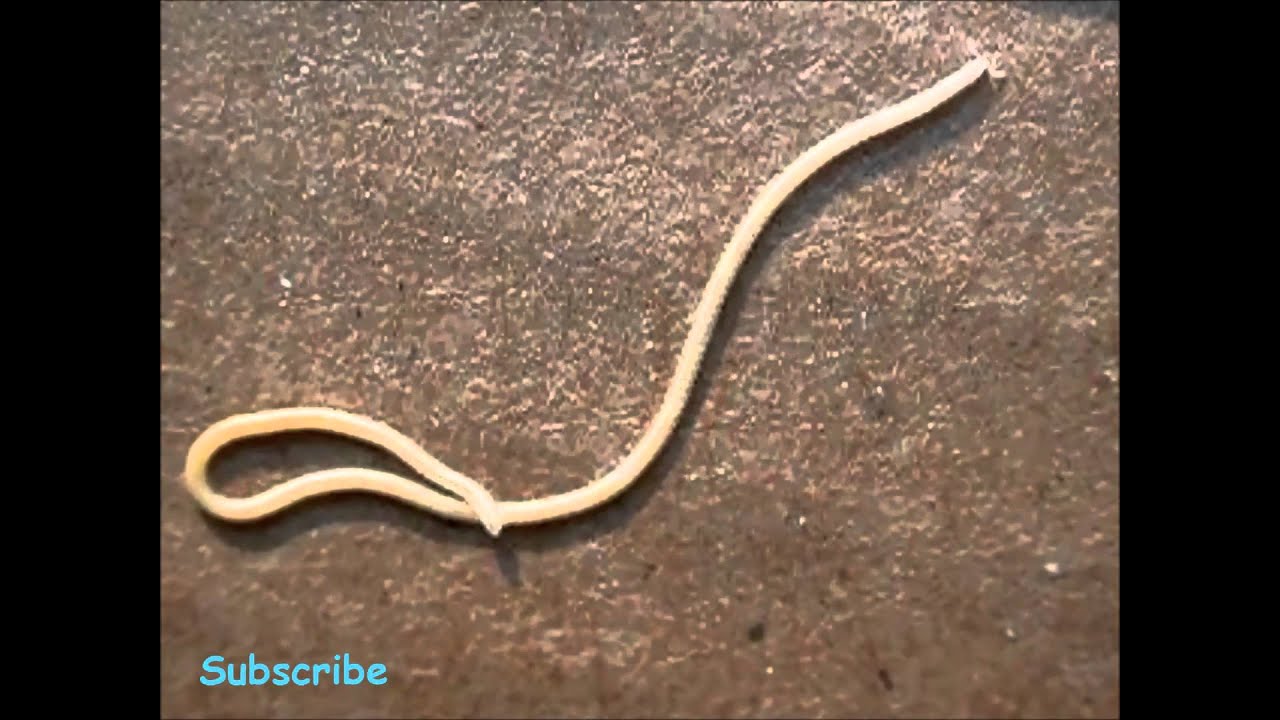 Illacme plenipes with 666 legs - YouTube