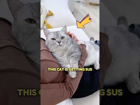 This cat love pretty woman