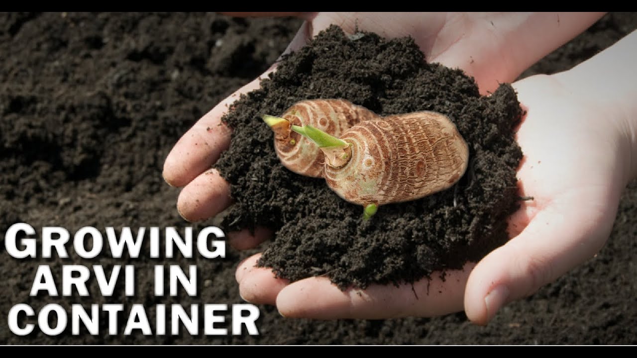 How to grow arvi/arbi(taro plant) in container(organic),easy to grow ...