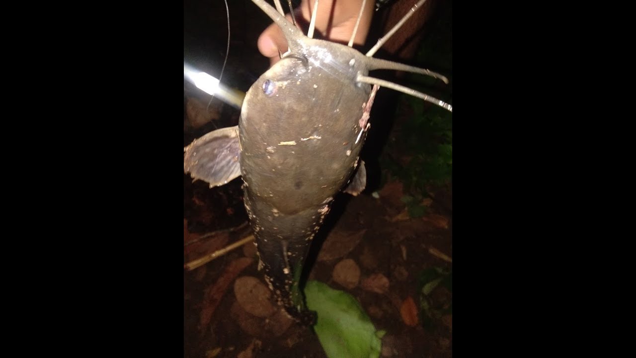 Davao fishing African heto - YouTube