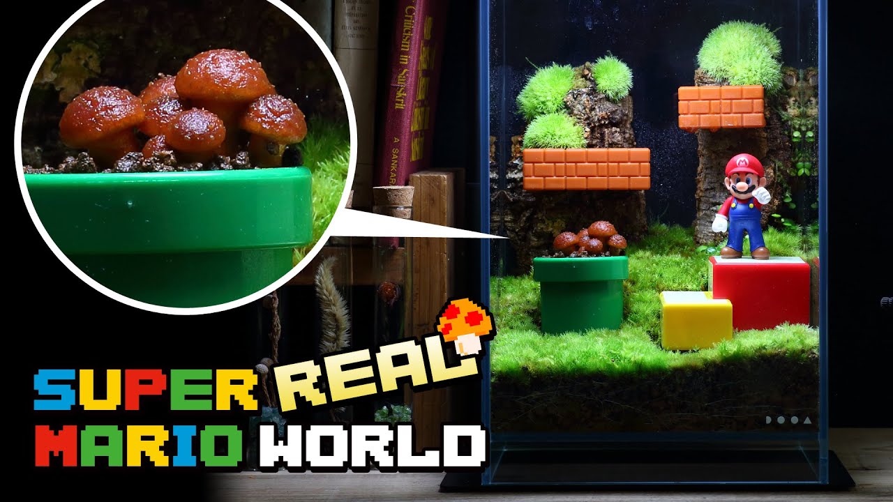 SUPER [REAL] MARIO WROLD -Mushroom Terrarium- - YouTube