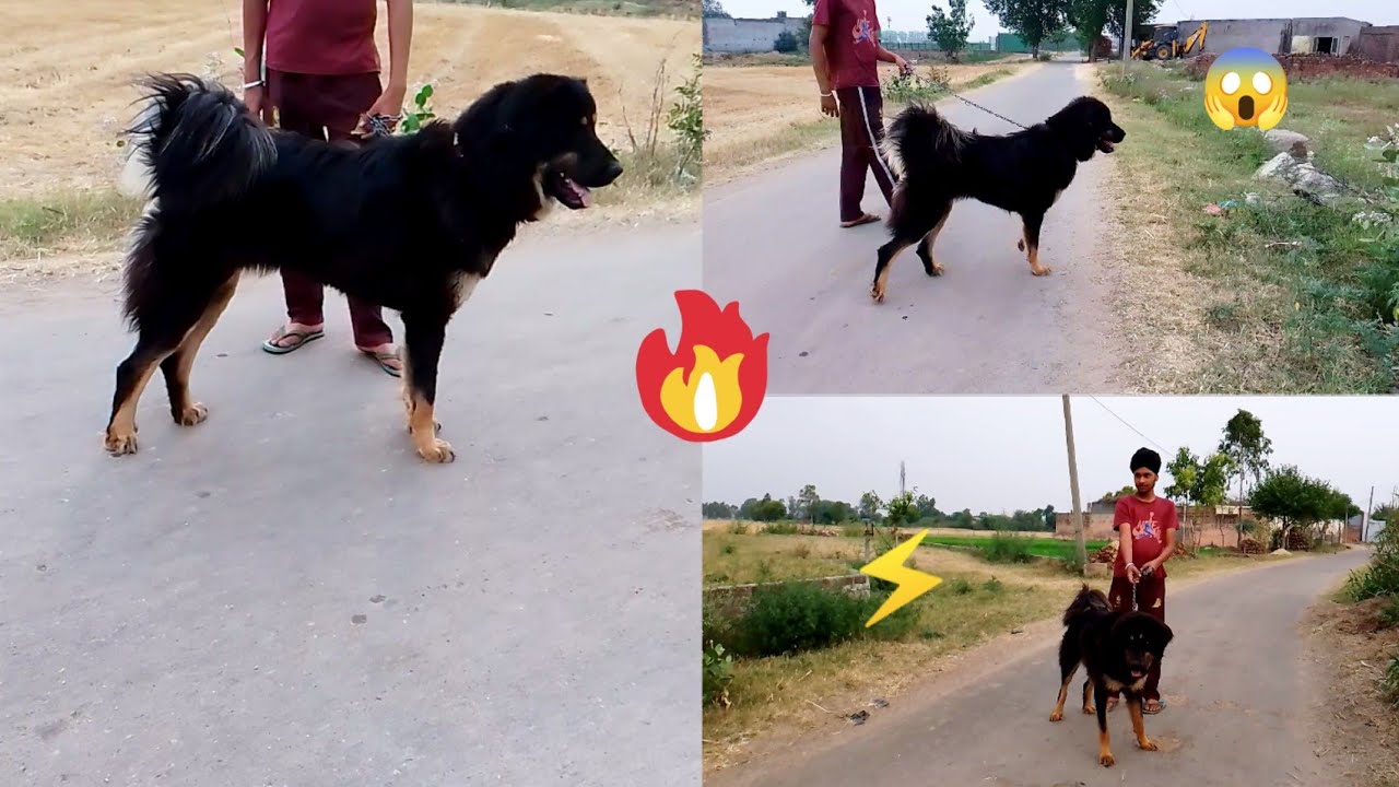 Gaddi dog 🐕‍🦺🐕‍🦺⚡#Trend#dog #pets - YouTube