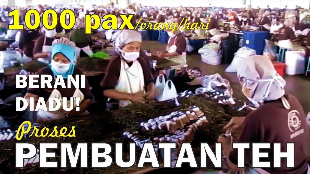 Seperti ini Proses Pembuatan Teh di Pabriknya - YouTube