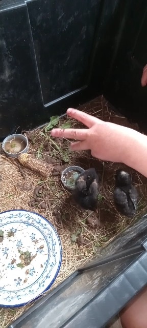 Chicken chicks eating worms - YouTube