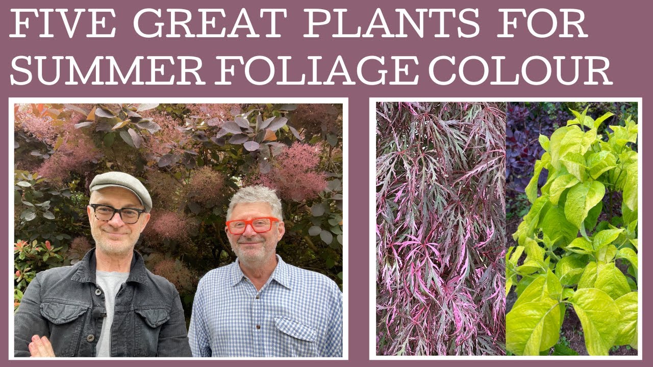 Five Great Plants For Summer Foliage Colour! - YouTube