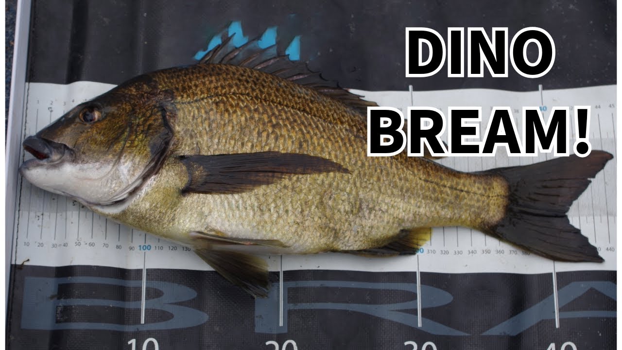 Big Bream on hardbody lures at Encounter Lakes South Australia! - YouTube