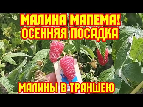 Малина Мапема, часть2! Стоит ли сажать малину в траншею! - YouTube