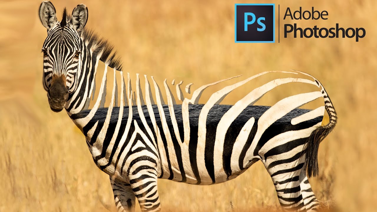 Adobe Photoshop Photo Manipulation Speed edit -transparent zebra - YouTube