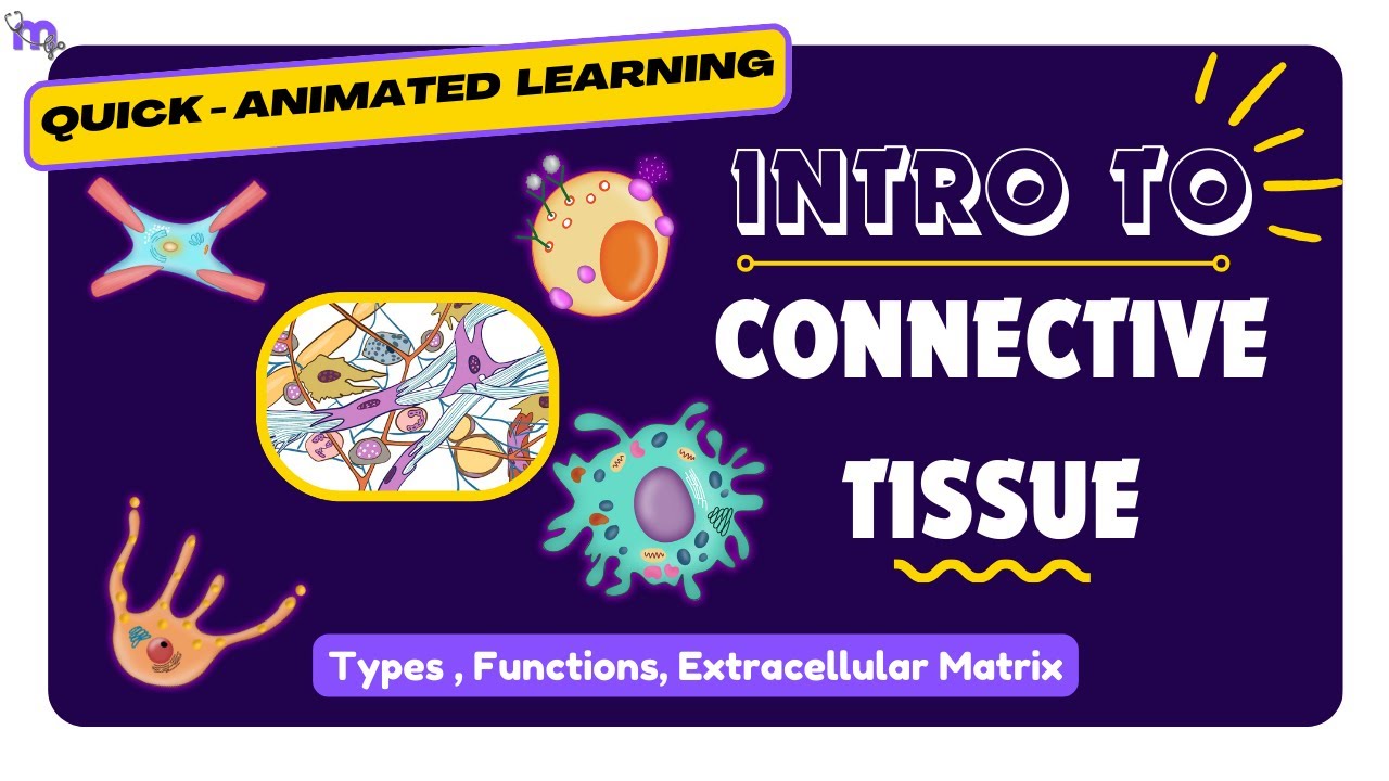 Histology of Connective tissue | Classification | Functions ...