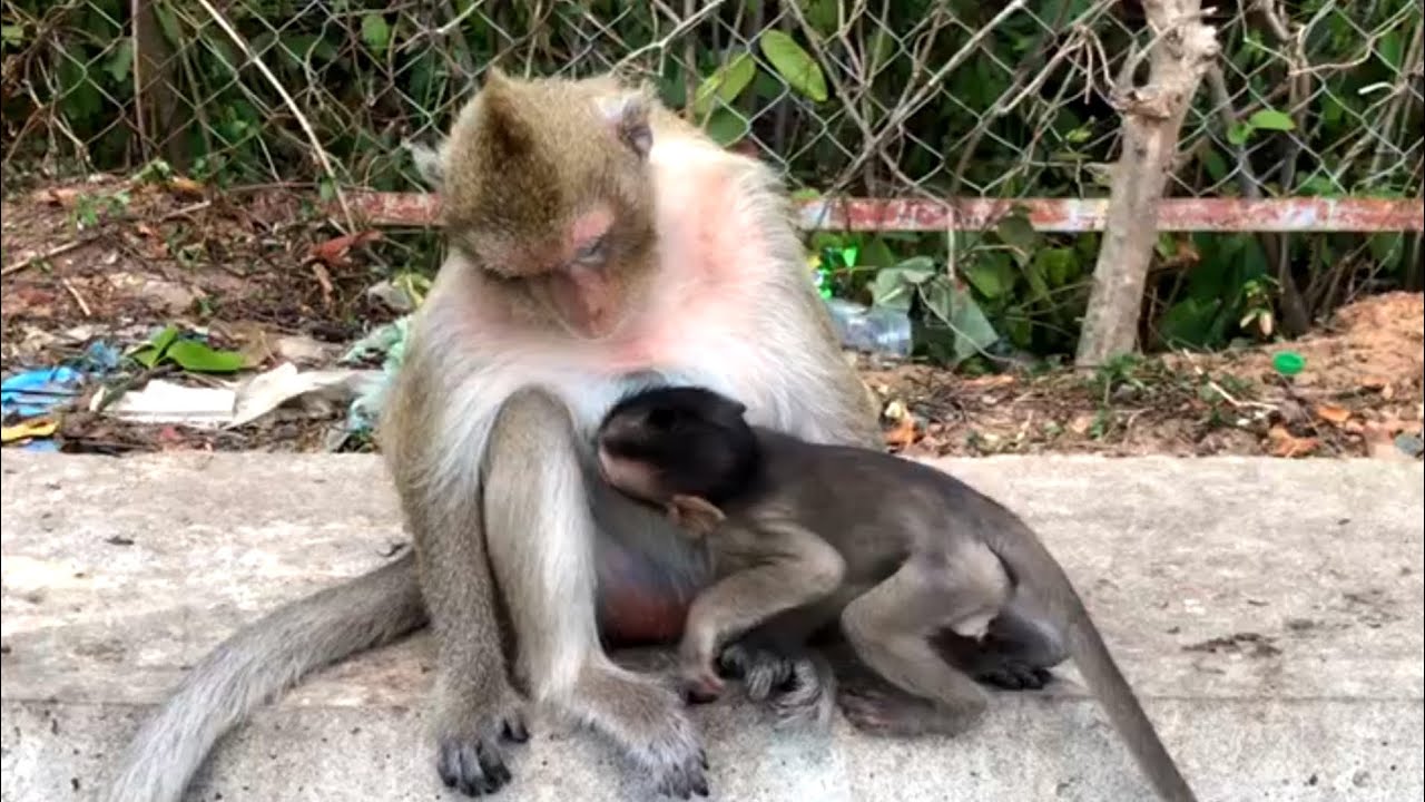 I am Hungry MaMa....! Little Monkey Tries Drink Sweet Milk - YouTube