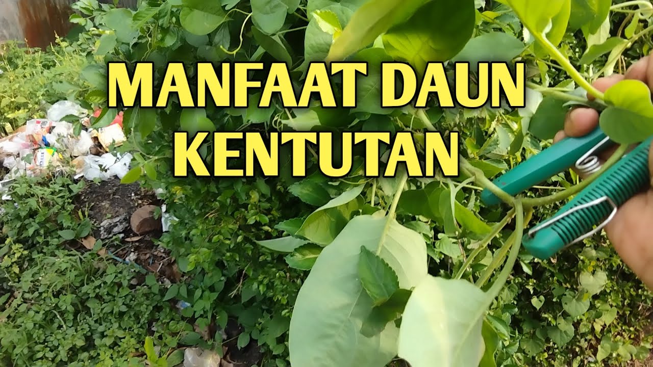MANFAAT DAUN KENTUTAN II DAUN SEMBUKAN - YouTube