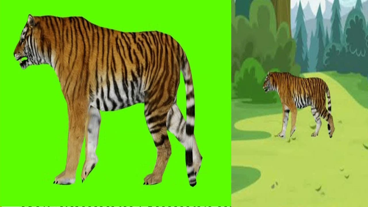 Tiger Attack Green Screen Video Lion Green screen effects for free # ...