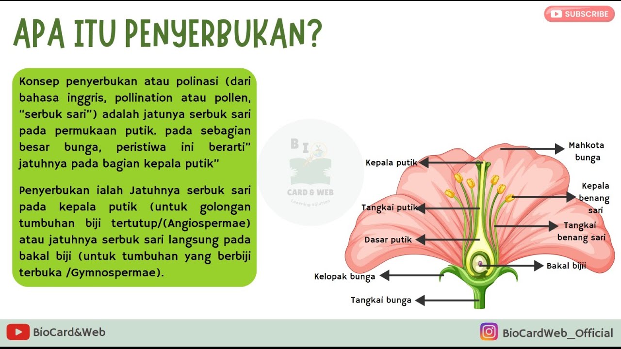 PENYERBUKAN (POLLINATION) | BIOLOGI SMA | PENYERBUKAN BERDASARKAN ASAL ...