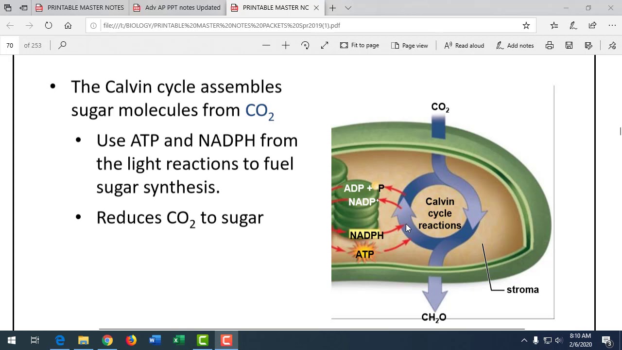 Gen Bio Photosynthesis Part II - YouTube