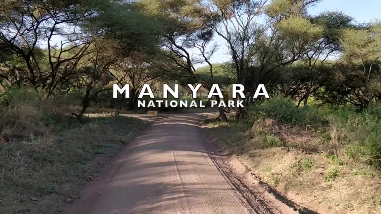 Manyara National Park, Tanzania - YouTube