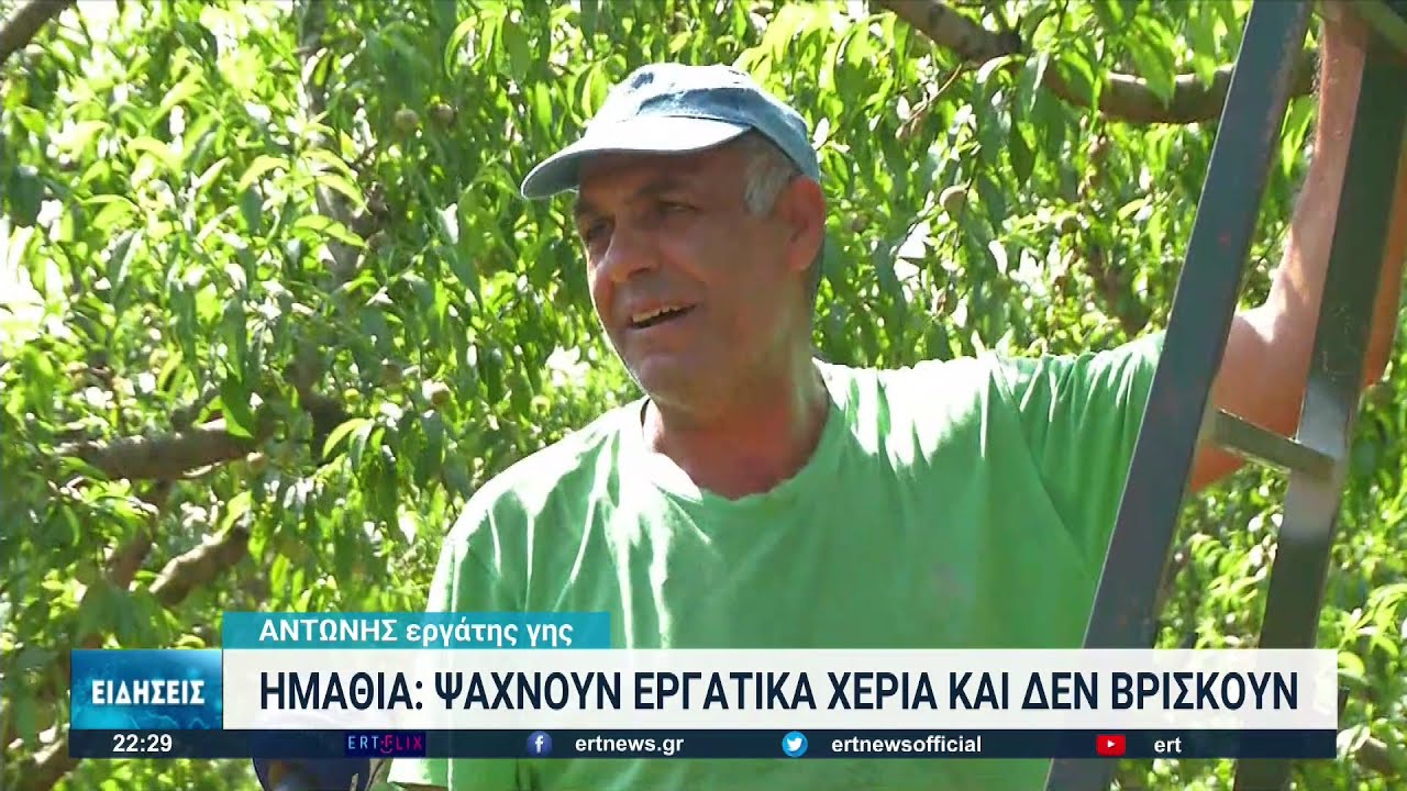 Δραματική έλλειψη εργατικών χεριών στην αγροτική παραγωγή και τη ...