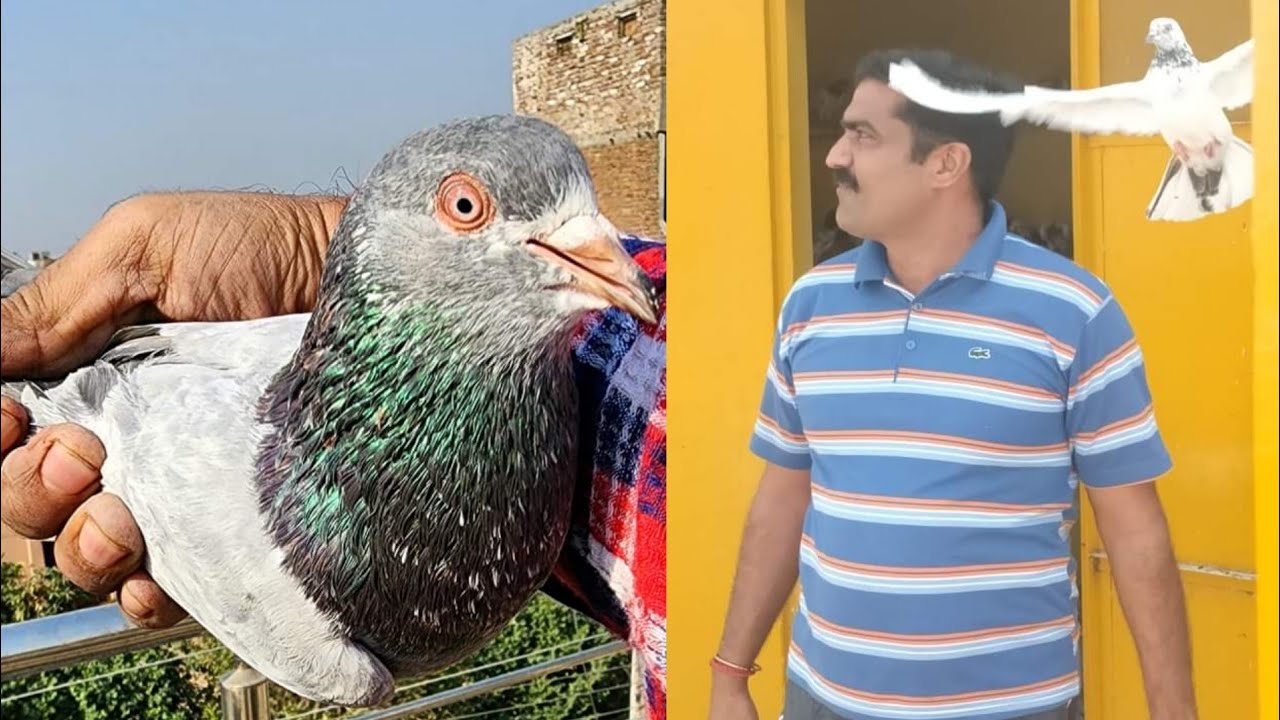 Ustad Rana Munna Pigeons Tips. - YouTube
