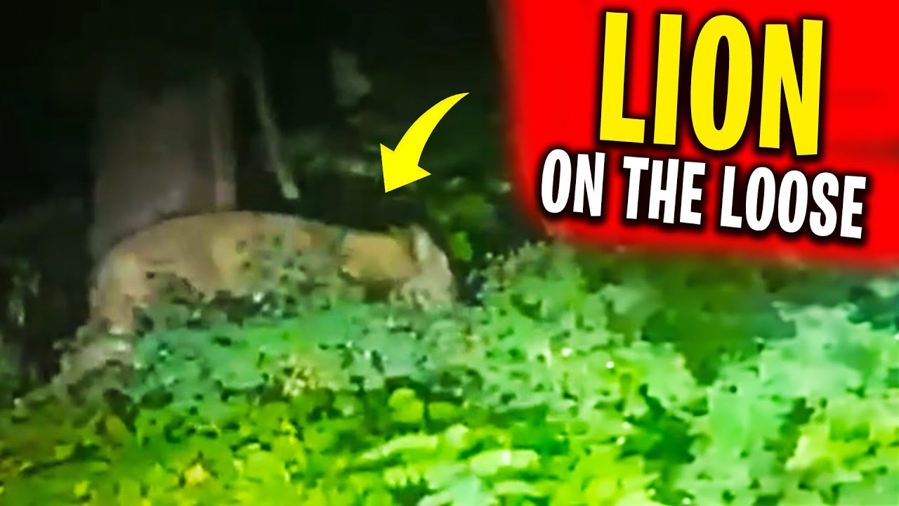 Is This A Lion On The Loose In Berlin? - YouTube