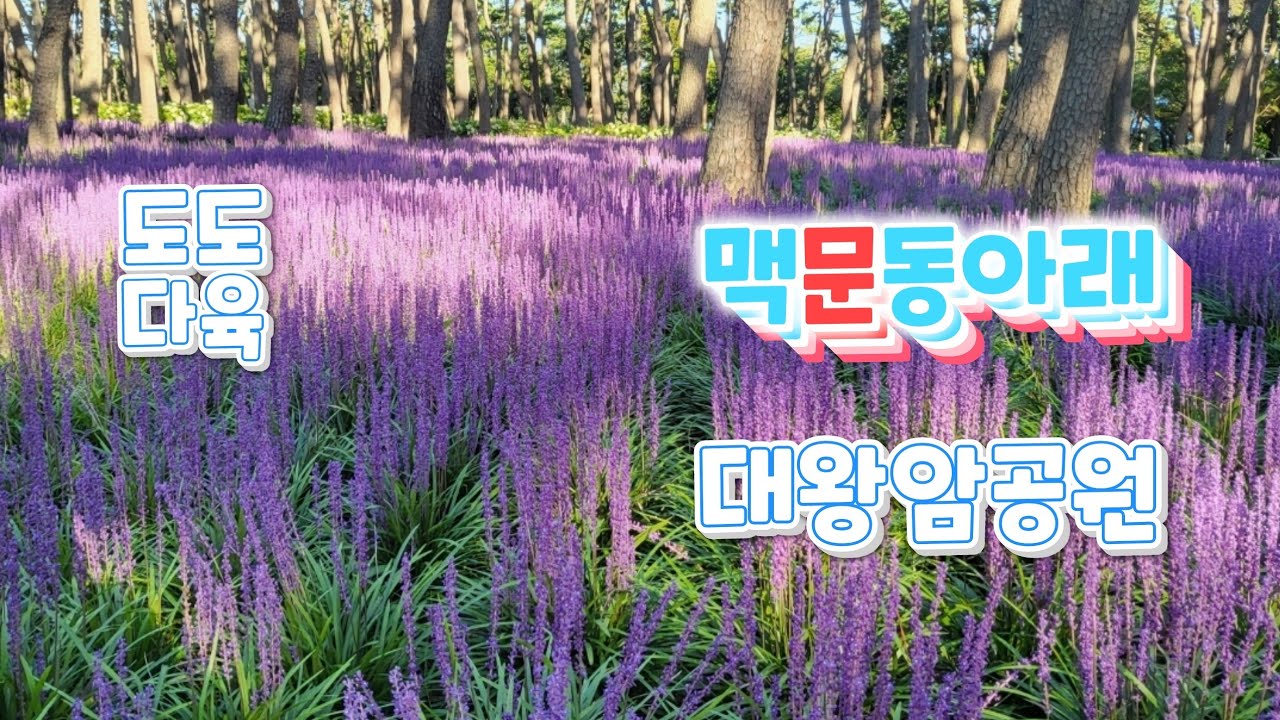 대왕암 소나무아래 맥문동 보라꽃에서 8월21일ㅈ🍒🍒 Youtube
