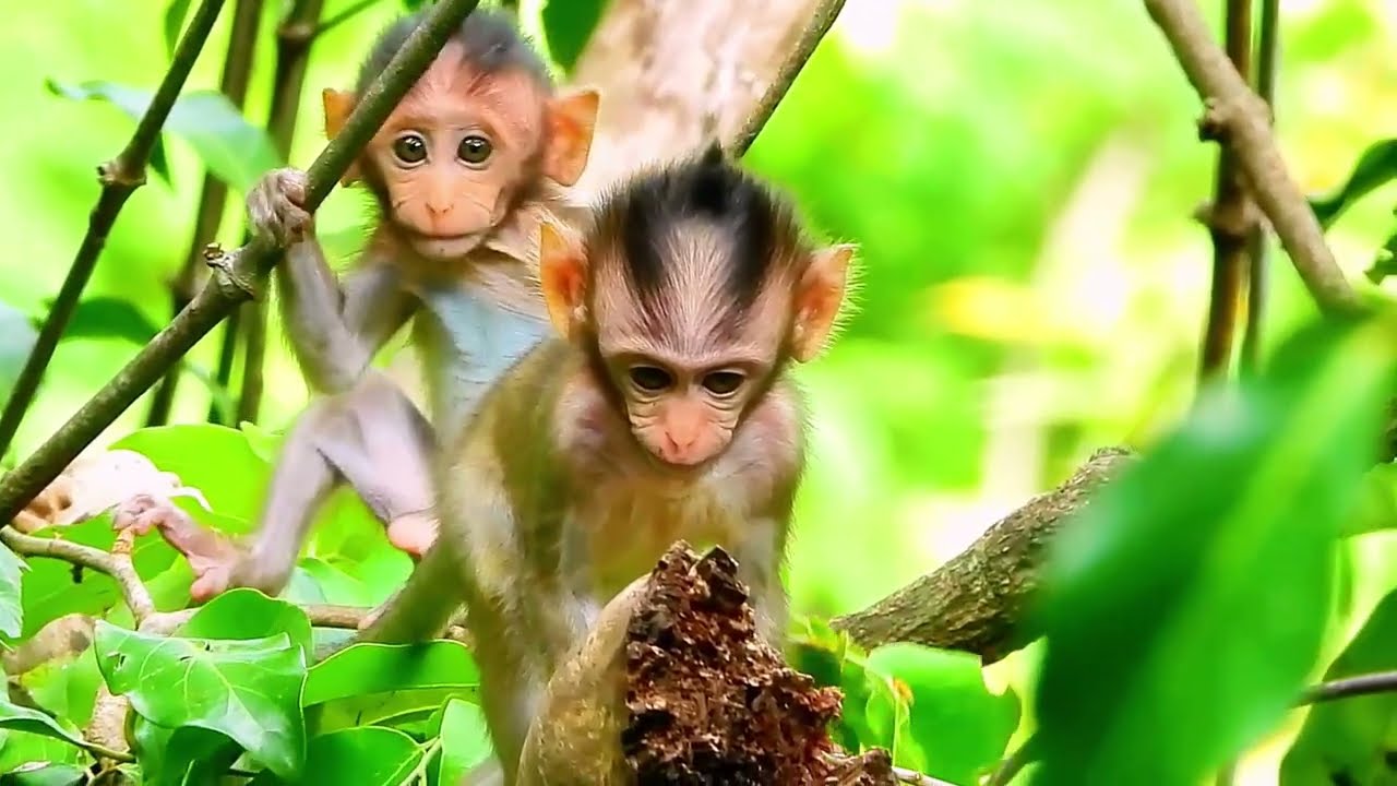 Cutest Moments! Baby Monkey Bonds with Newborn Friends 🐒👶💕 - YouTube