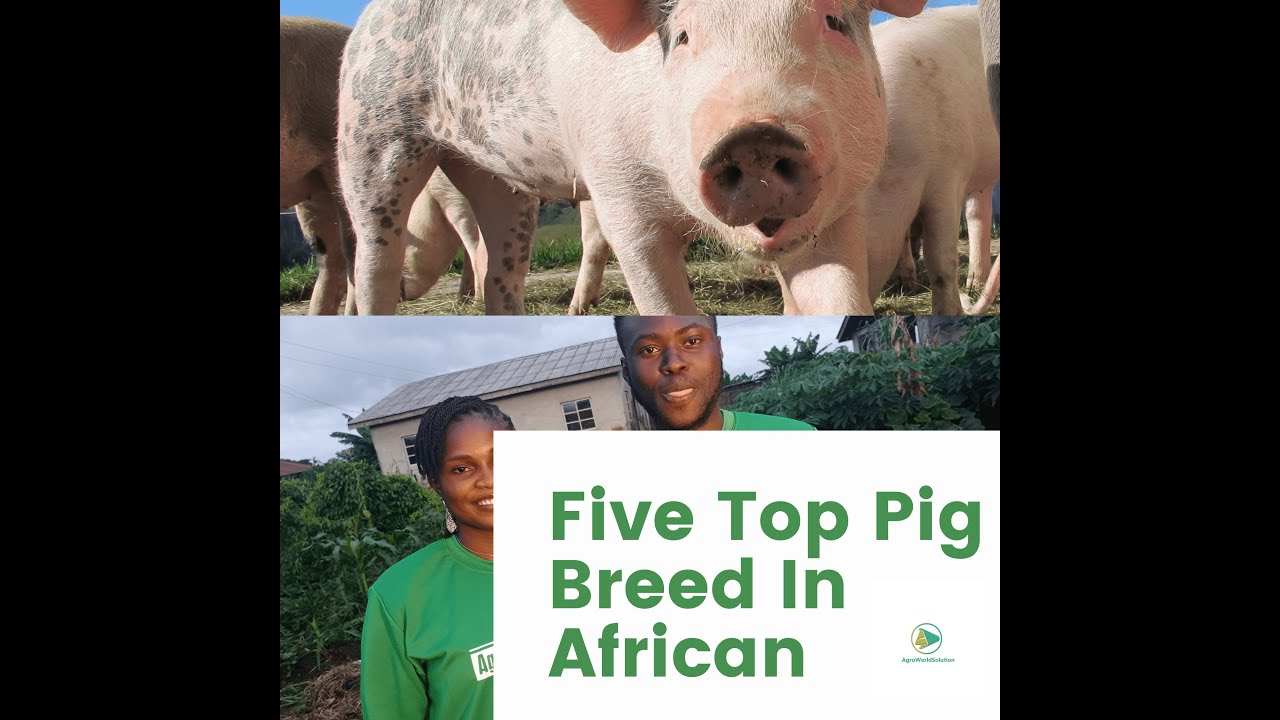 Five top pig breed in African and their unique qualities. - YouTube