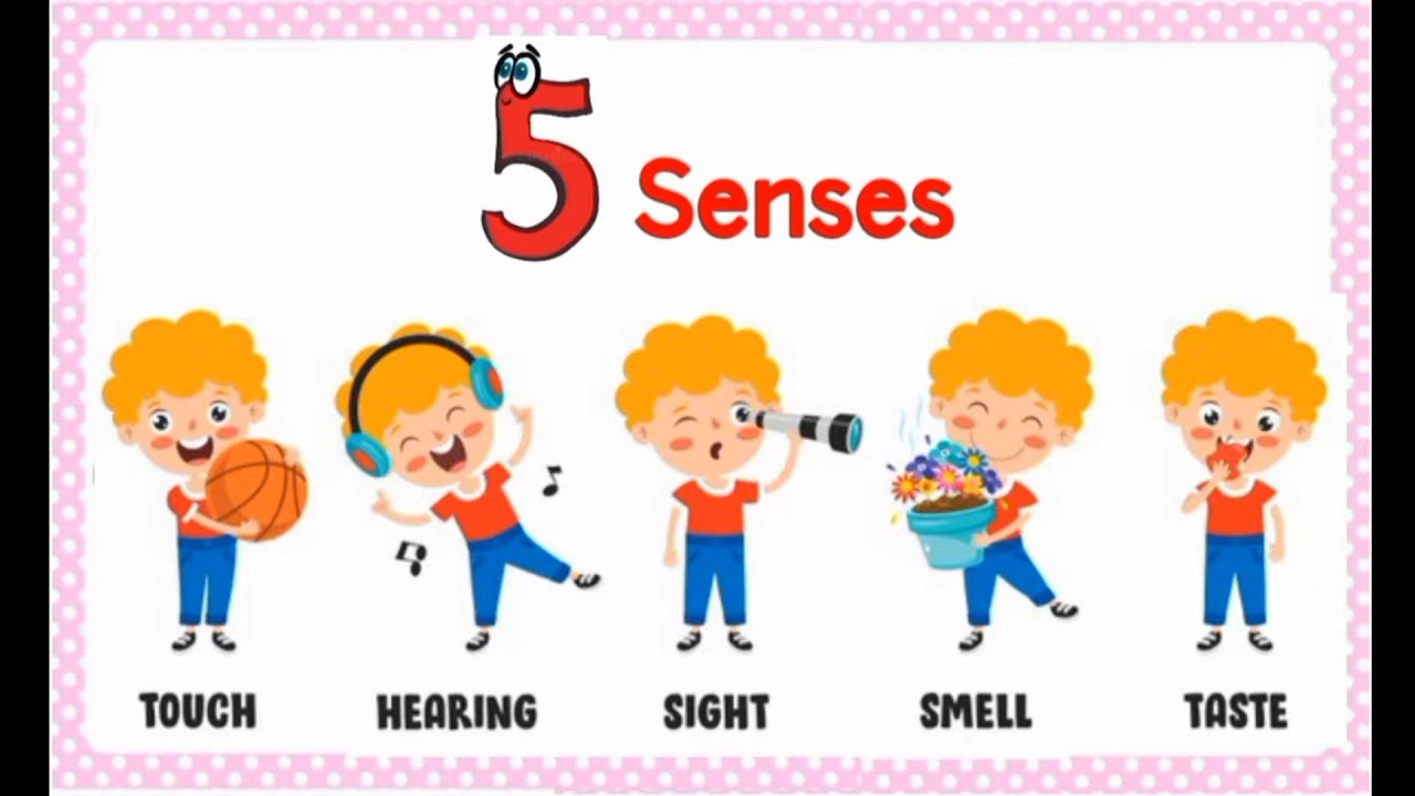 Human Sense Organs | Learn about 5 senses | Sense Organs Name ...
