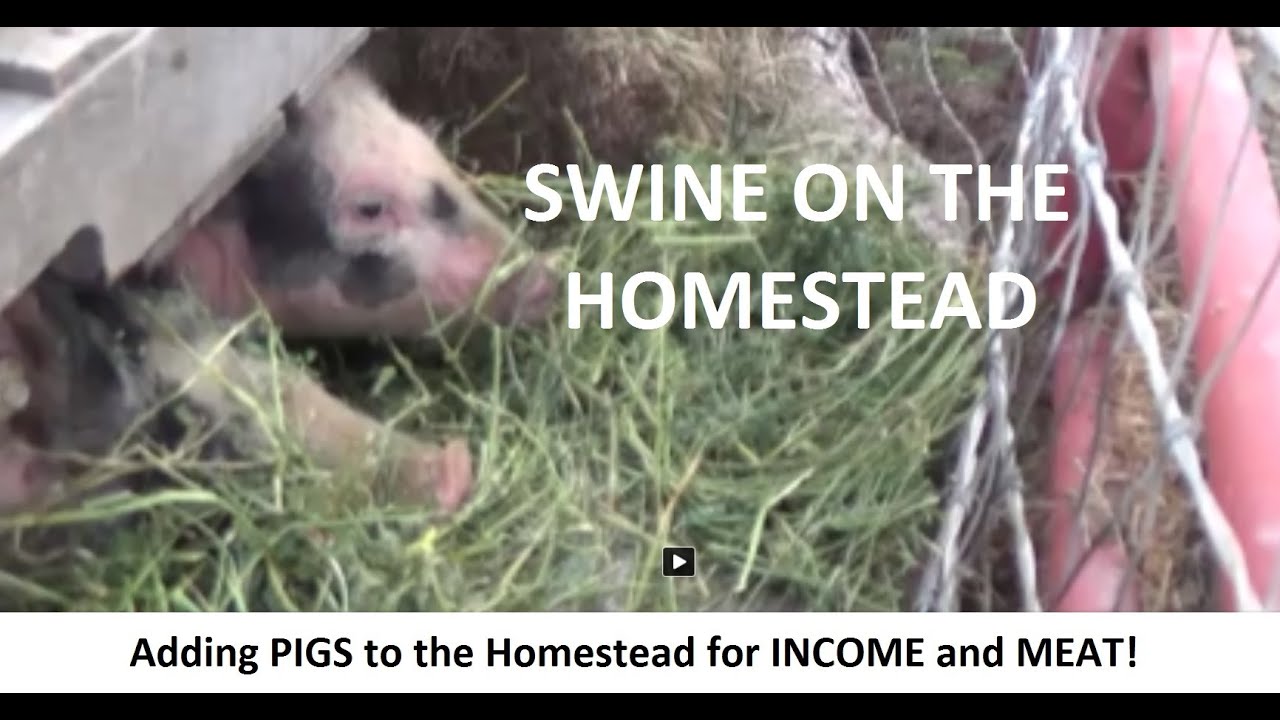 Adding Pigs to the Homestead & Building Pens - YouTube