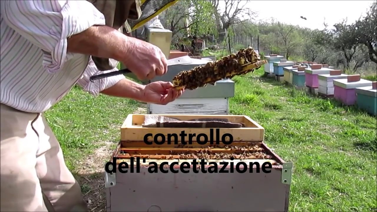 Apicoltura: allevamento api regine. Una breve lezione sull'allevamento ...
