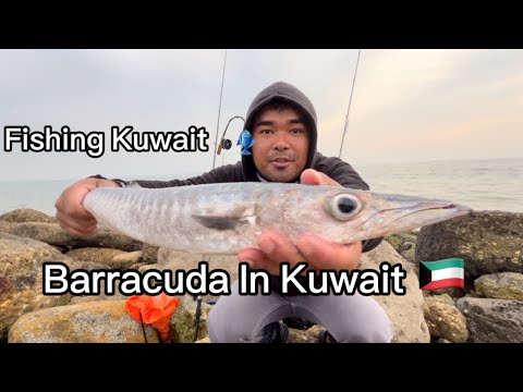 Kuwait 🇰🇼 Fishing | Barracuda Fishing In Kuwait | Lure Fishing ...
