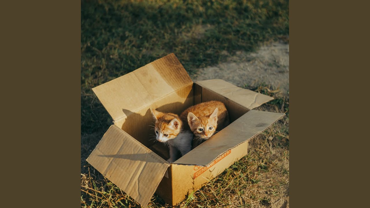 The two talking cats - YouTube