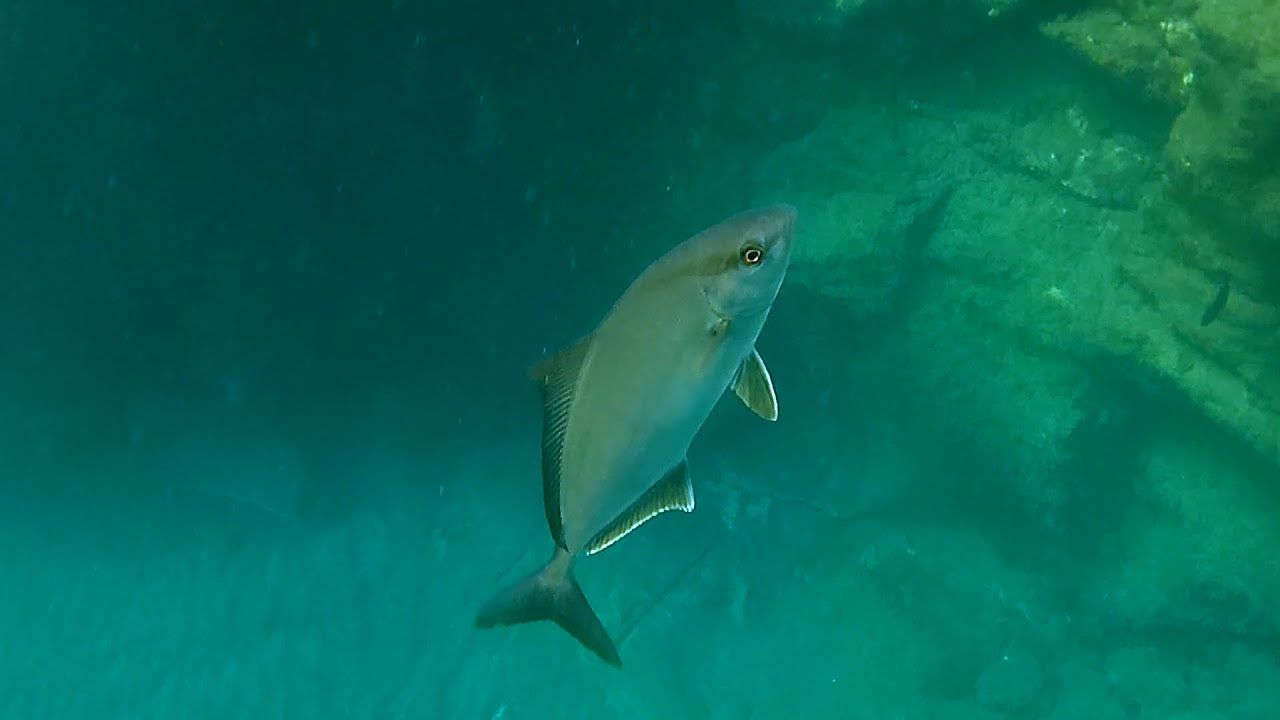 Snorkel Tenerife: Medregal Negro 1 (Seriola rivoliana) - CC BY 4.0 ...