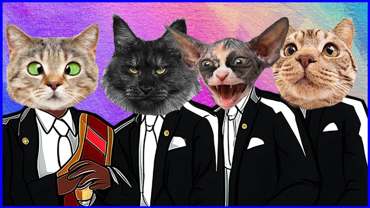 🗽 Funny Cat Fight over territory - Coffin Dance Song (COVER) - Cats USA ...